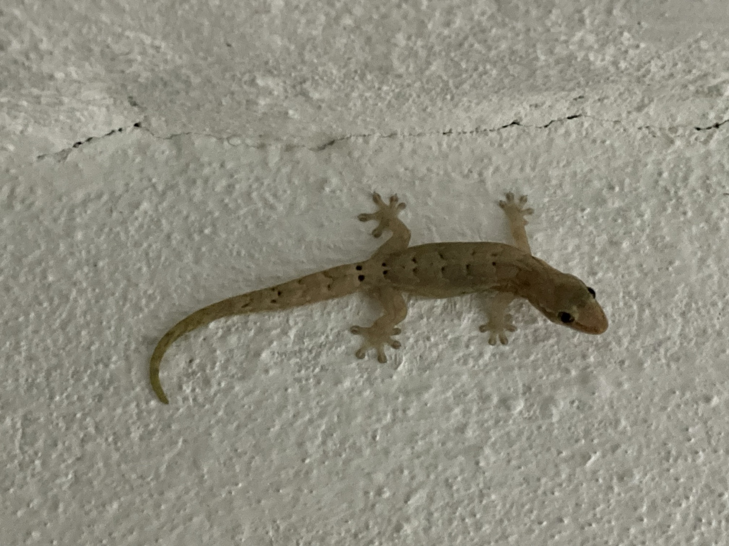 Gecko im Zimmer – Travelnotes360°